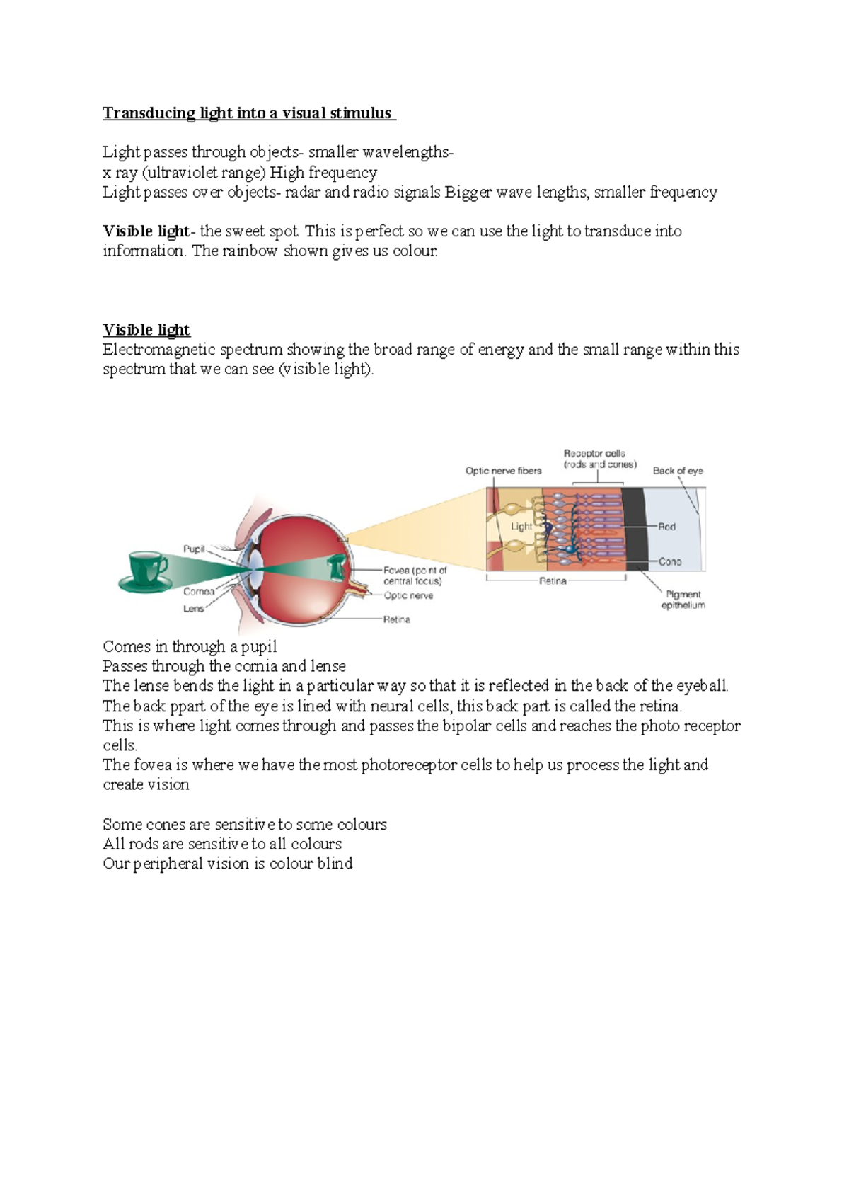 The Eye Lecture psyc122 - Transducing light into a visual stimulus ...