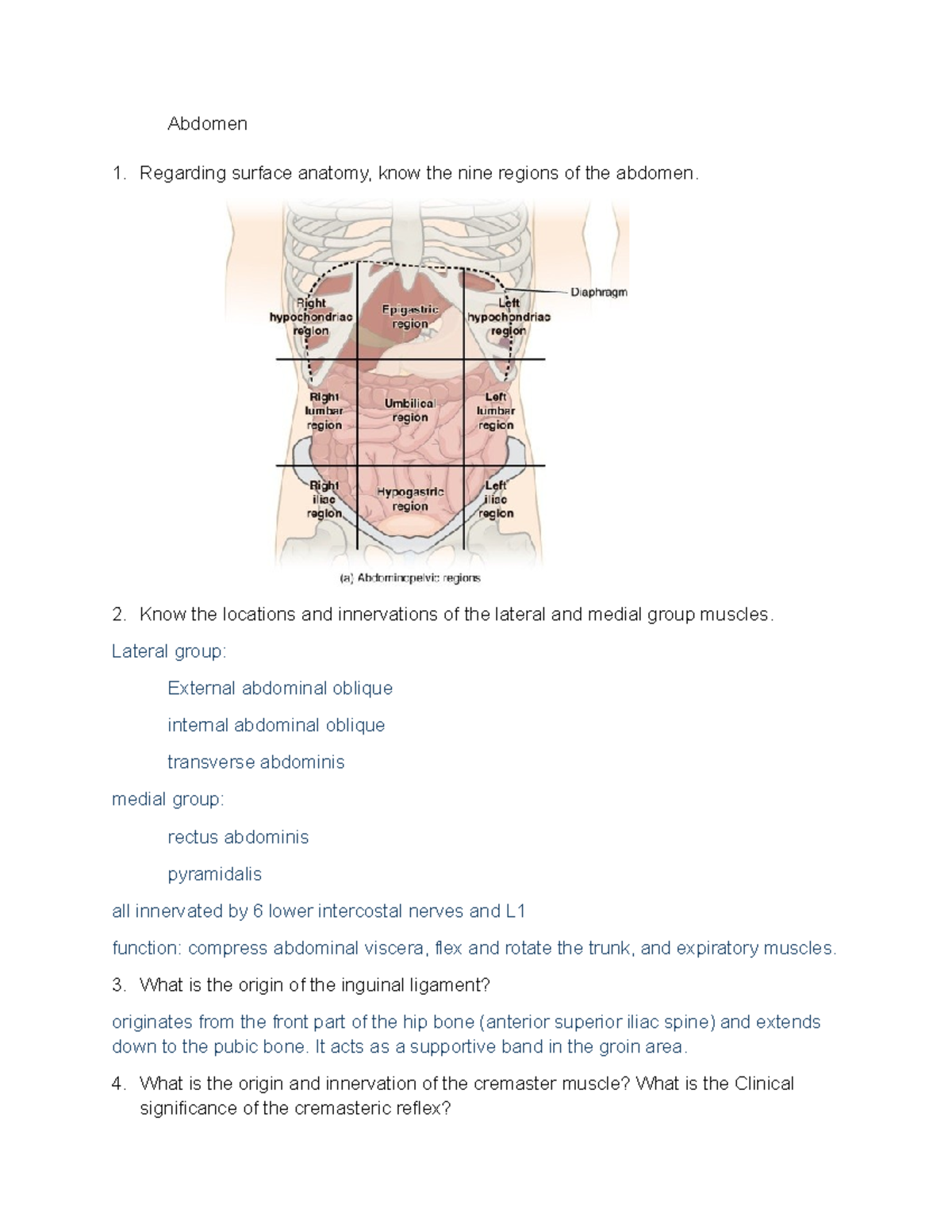 Lecture block 3 study guide - Abdomen Regarding surface anatomy, know ...