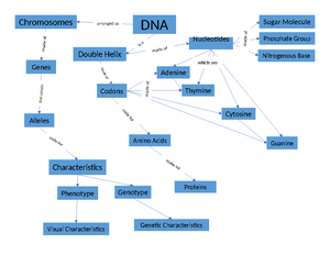 SCI103 Unit 4 Lab Report - Name: Priscilla Nevarez Date: 8/6 ...