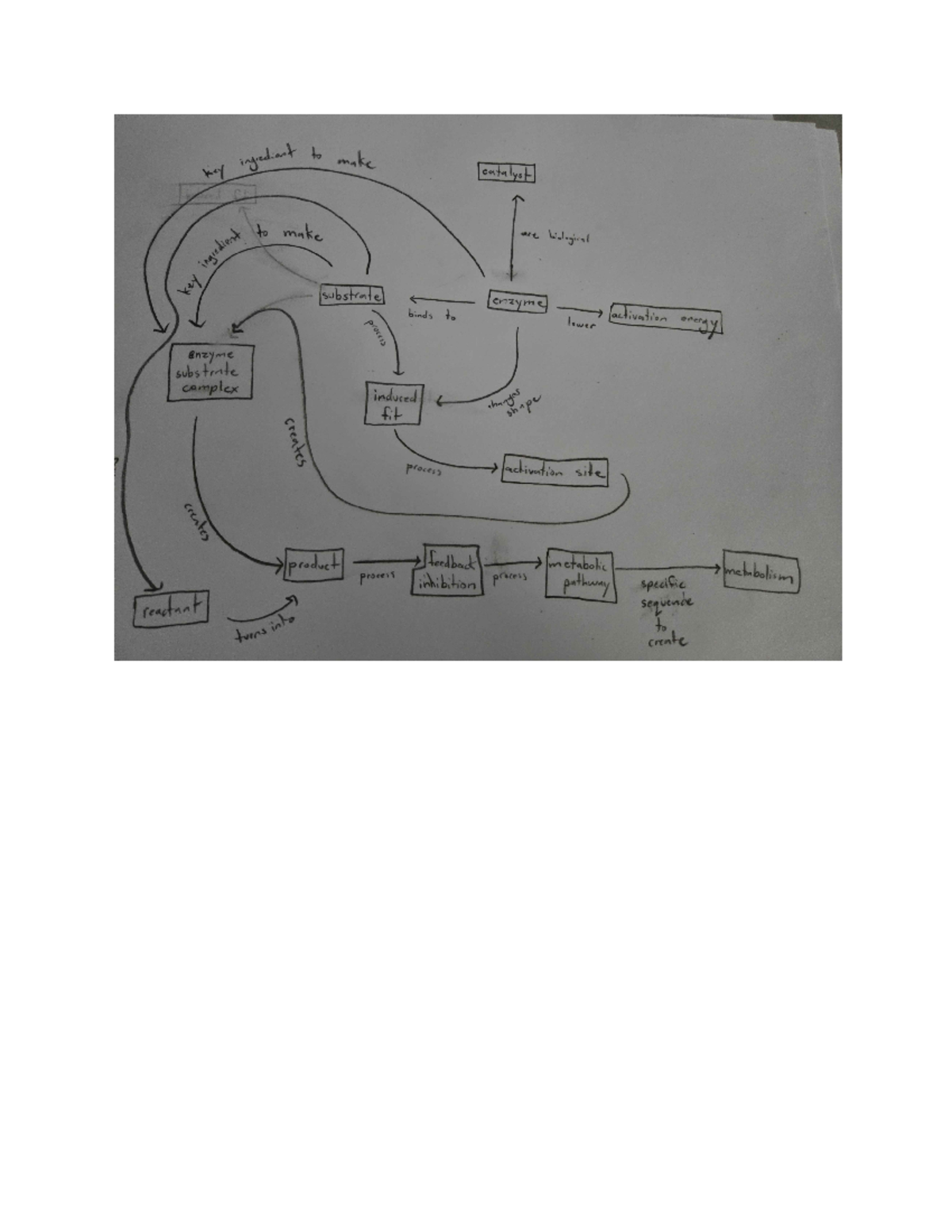 ESB TASK Enzyme Concept Map - key ingredient to make catalyst to make are biological tax ...