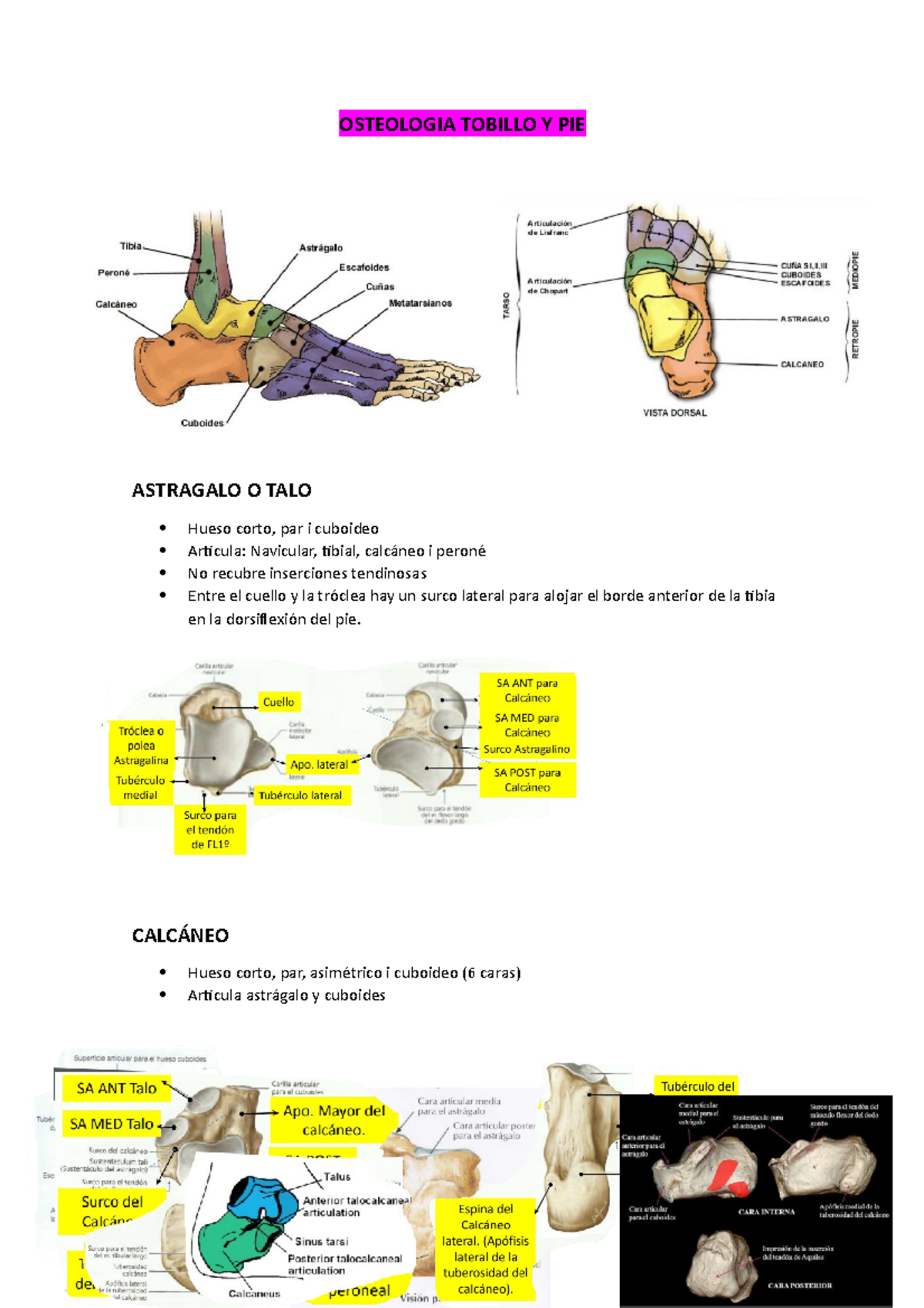 Osteologia tobillo y pie - OSTEOLOGIA TOBILLO Y PIE ASTRAGALO O TALO ...