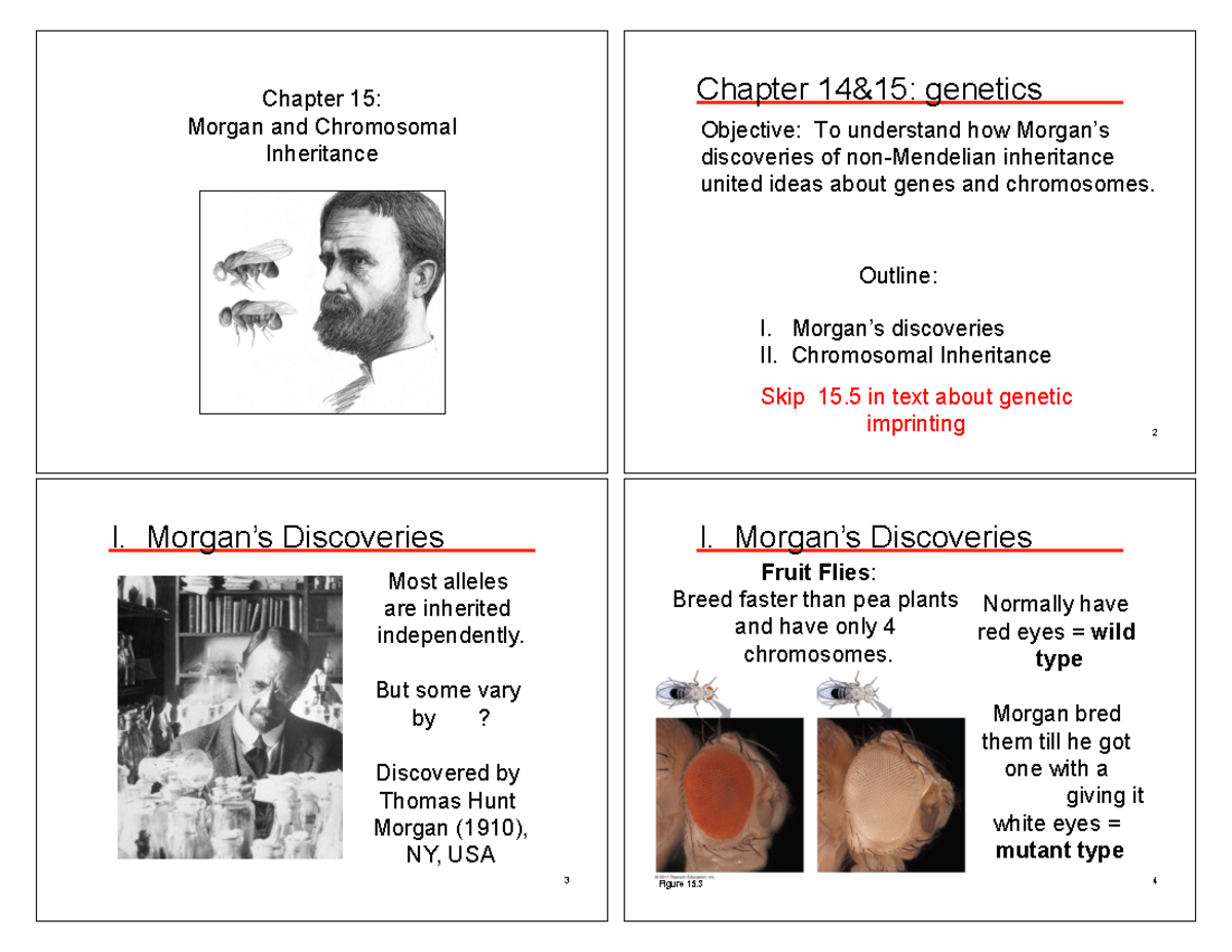 BIO 201 KLB 11 Chromosomal Genetics Notes - Chapter 15: Morgan and ...