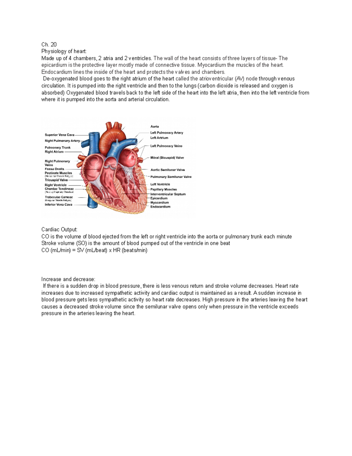 Untitled document - Summarizing the physiology of the heart, including ...