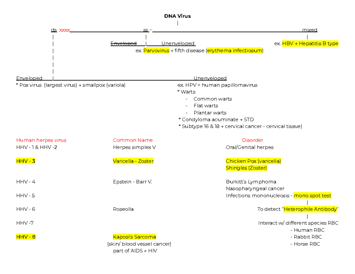 DNA Virus - Micro biol, Prof. Lou Notes are for lecture exam #3 and lab ...