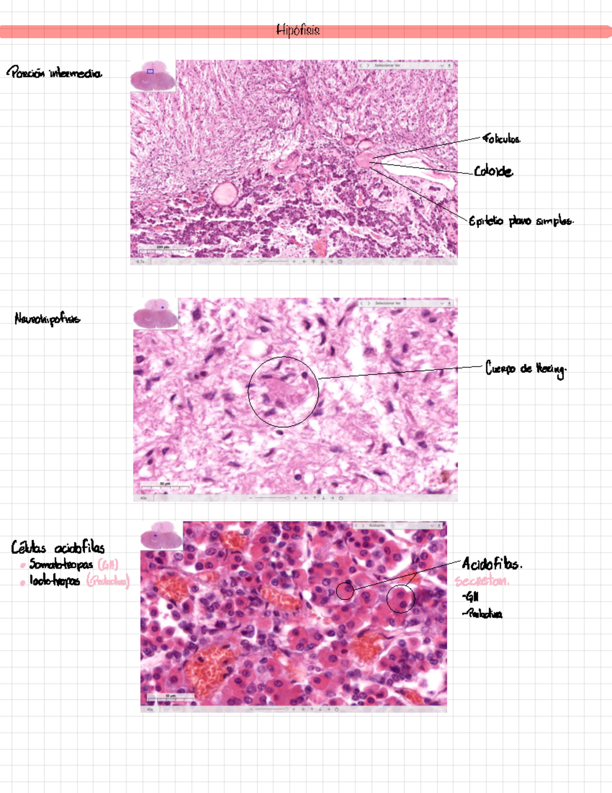 Atlas Histo Morfo 4 - hola - ####### Hipófisis Porción intermedia . Foliculos . coloide ...