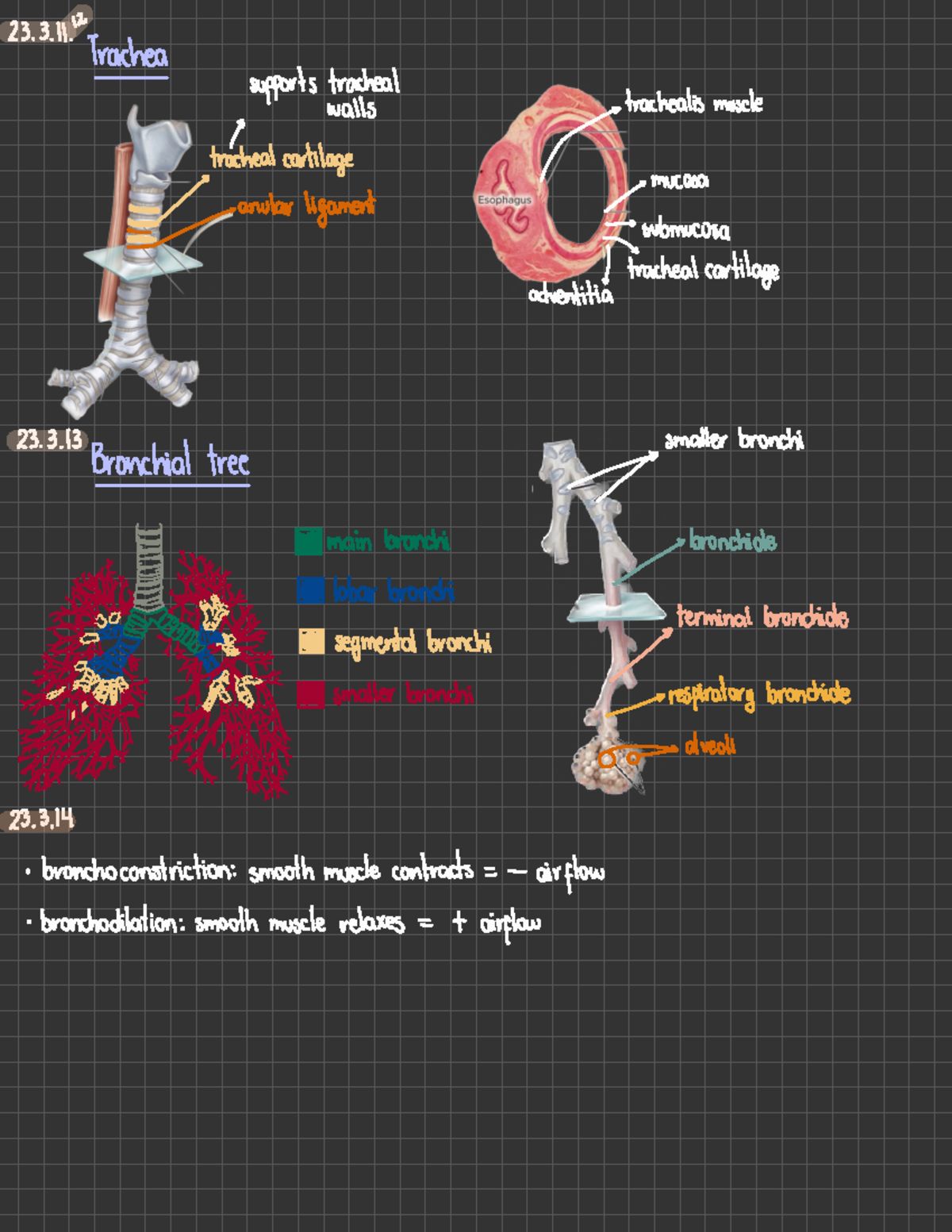 Chapter 23 - Respiratory System - 23.3? Trachea supports tracheal walls ...