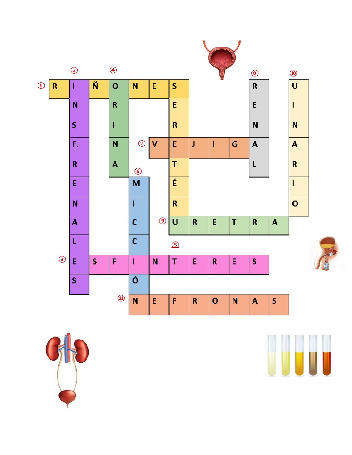 Sistema Urinario - R I Ñ O N E S R U N R E E I S I R N N F. N V E J I G ...