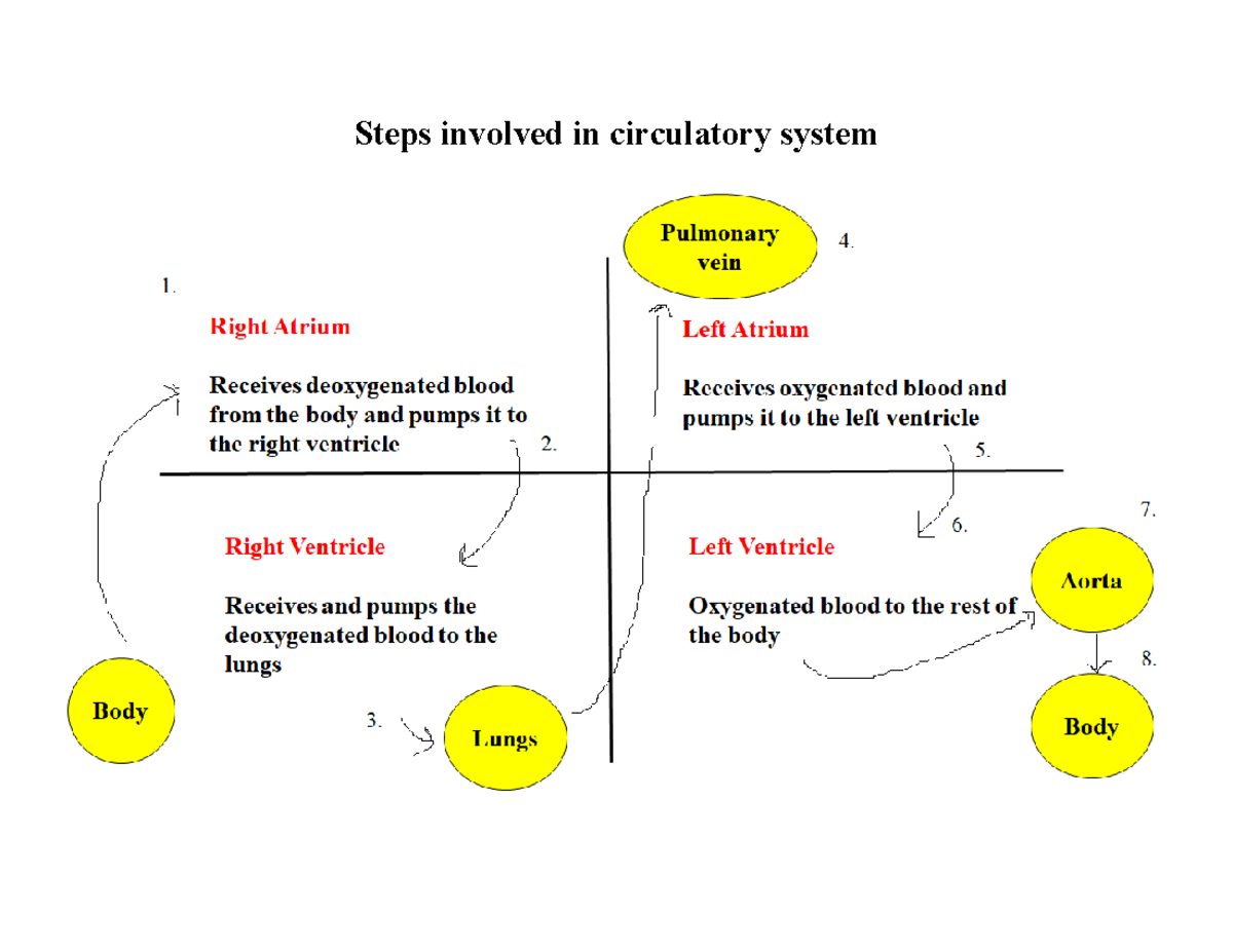 Circulatory System how the blood travels to the hearth and around it as ...