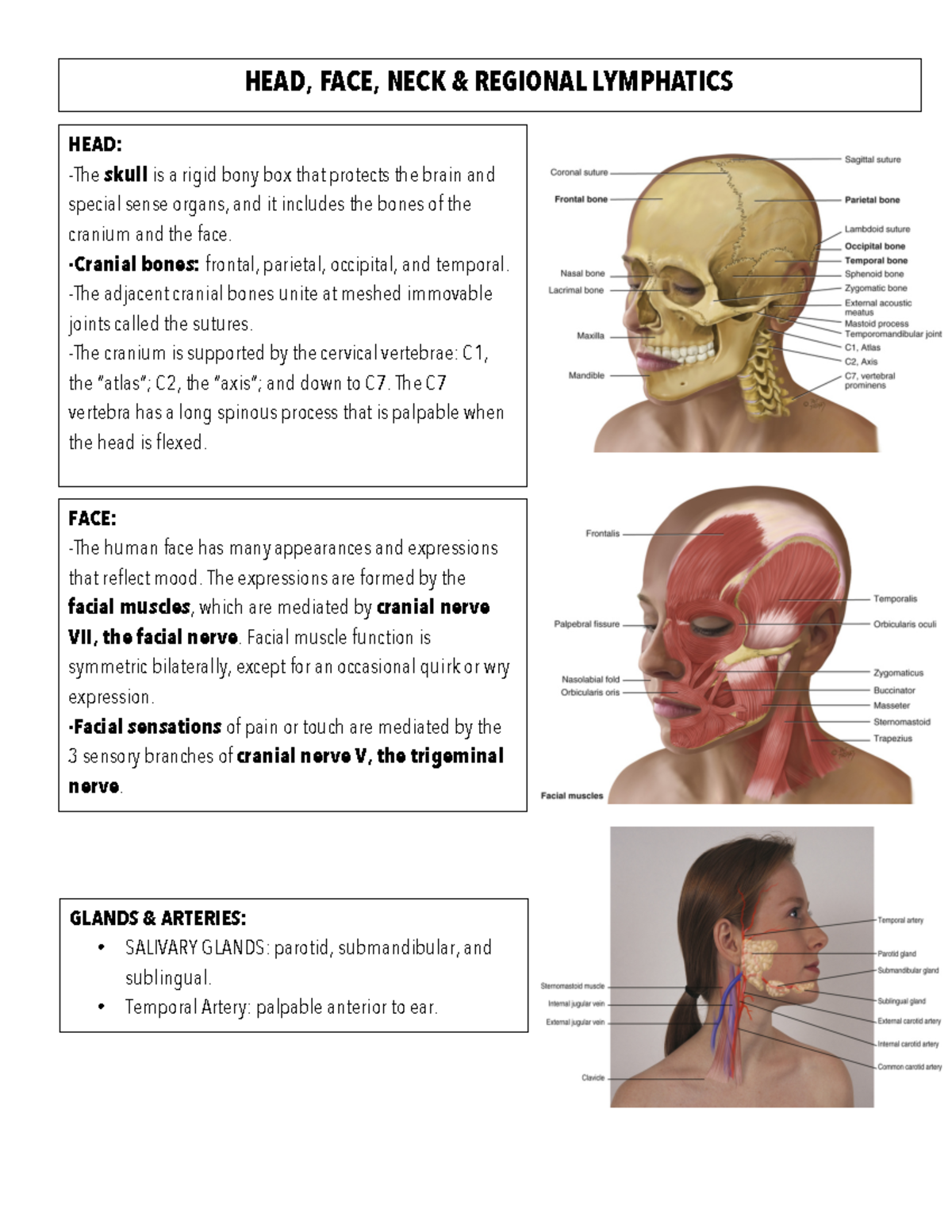 Heent module 5&6 - HEAD, FACE, NECK & REGIONAL LYMPHATICS HEAD: -The ...