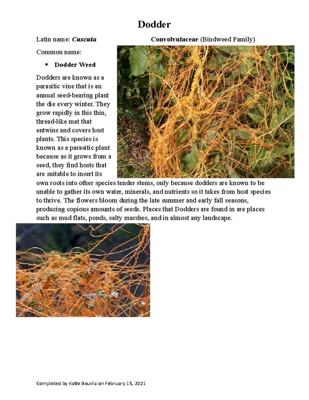 Dodder - Short essay about invasive plant species - Dodder Latin name ...