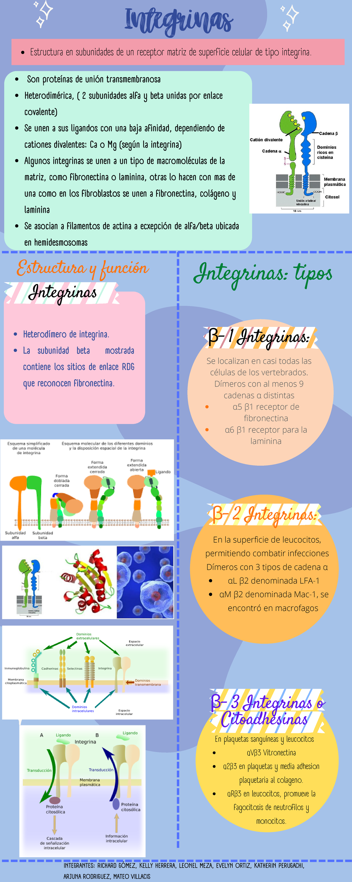 Integrinas y su estructura molecular - Estructura en subunidades de un ...