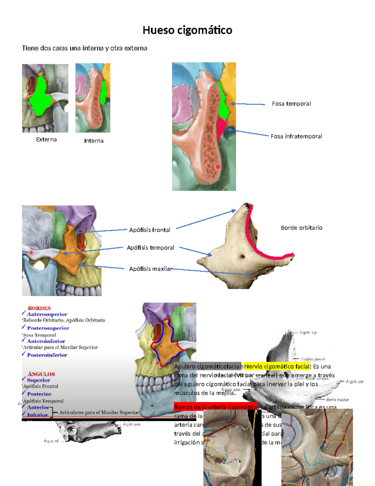 Hueso cigomatico - Anatomia - Hueso cigomático Tiene dos caras una ...