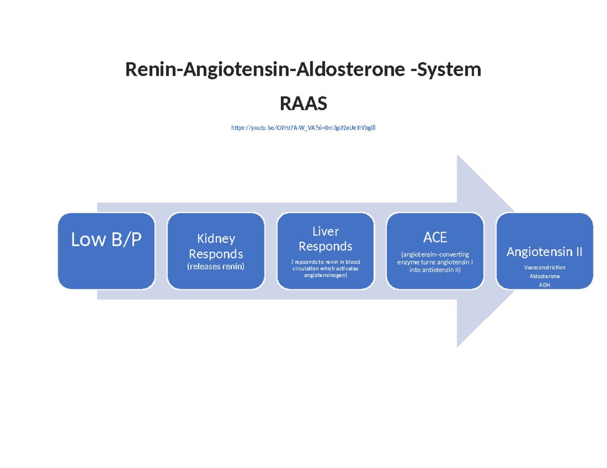 Pharm Ch 43 RAAS handout 1 - NRSG 1720 - Renin-Angiotensin-Aldosterone ...