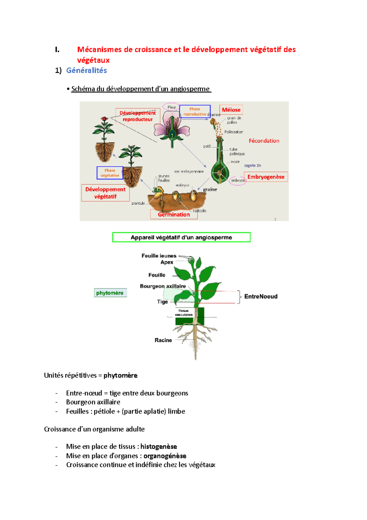 Chap 1 mecanismes - cours - I. Mécanismes de croissance et le ...