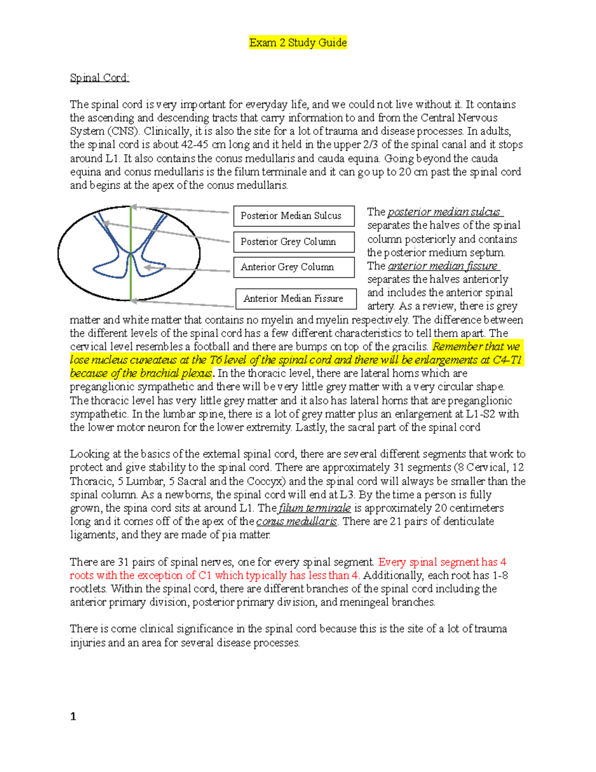 Neuro Study Guide Exam 2 - Spinal Cord: The spinal cord is very ...