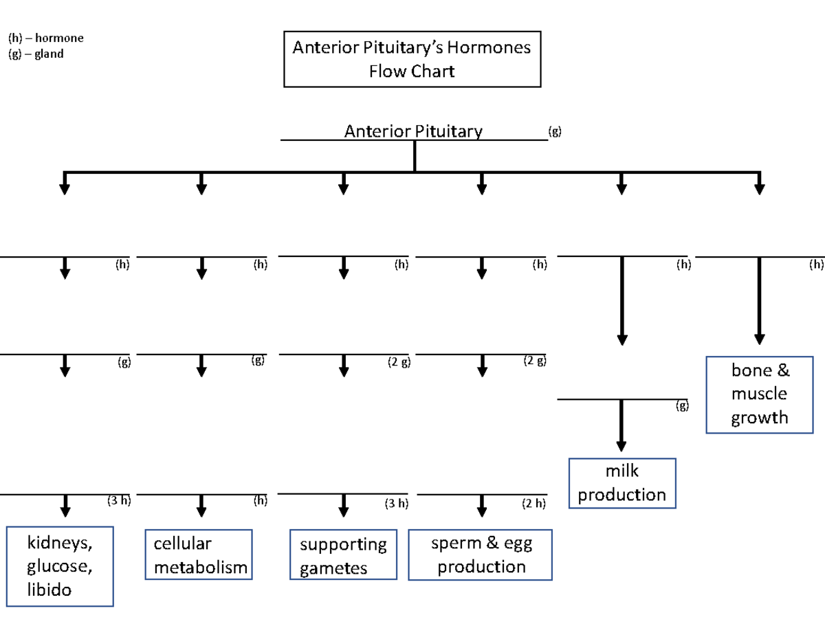 Endocrine Hormone Flow Chart -1 - milk production bone &musclegrowth ...