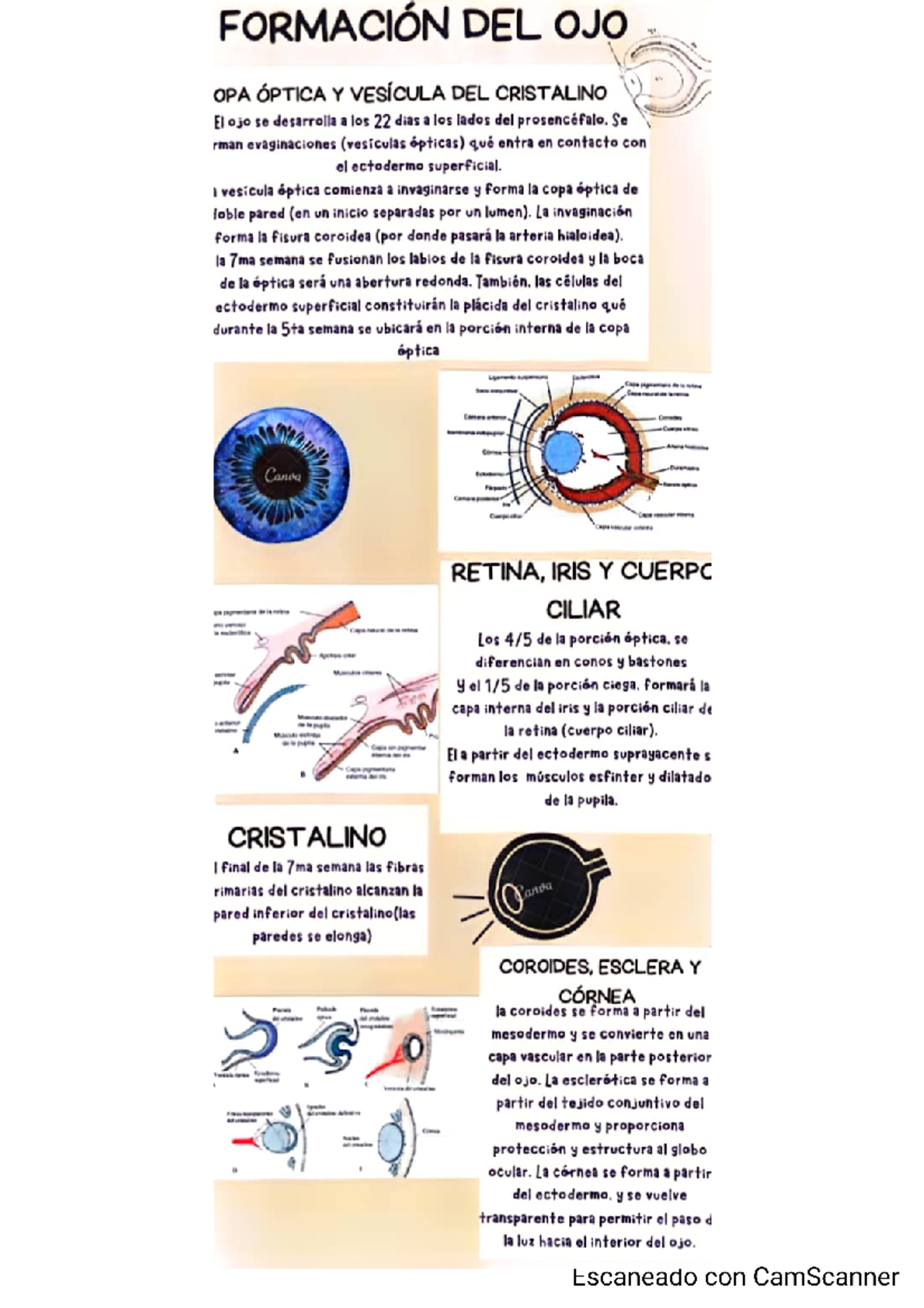 Formación del ojo - embriologia - Studocu
