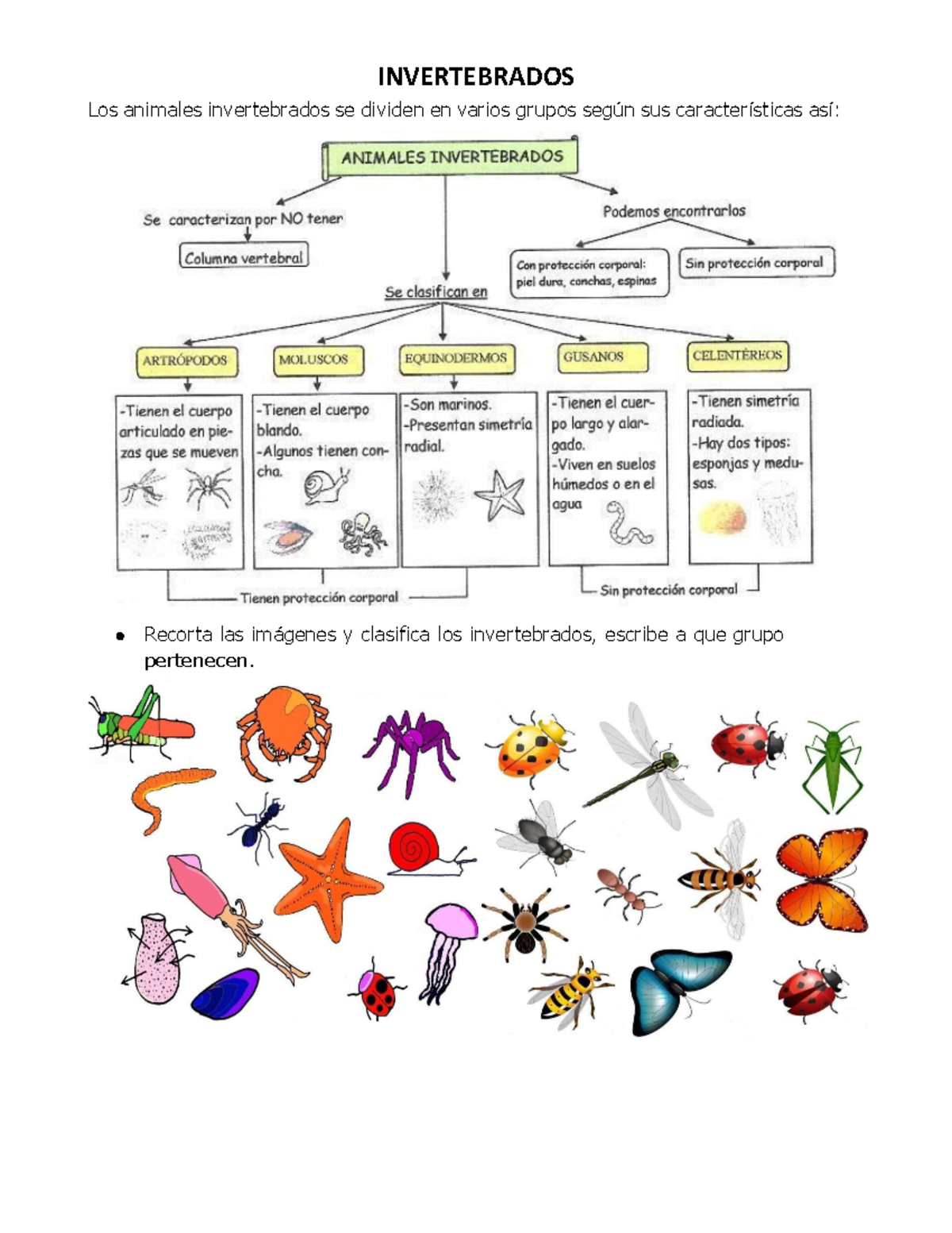 Reino animal 2 - INVERTEBRADOS Los animales invertebrados se dividen en ...