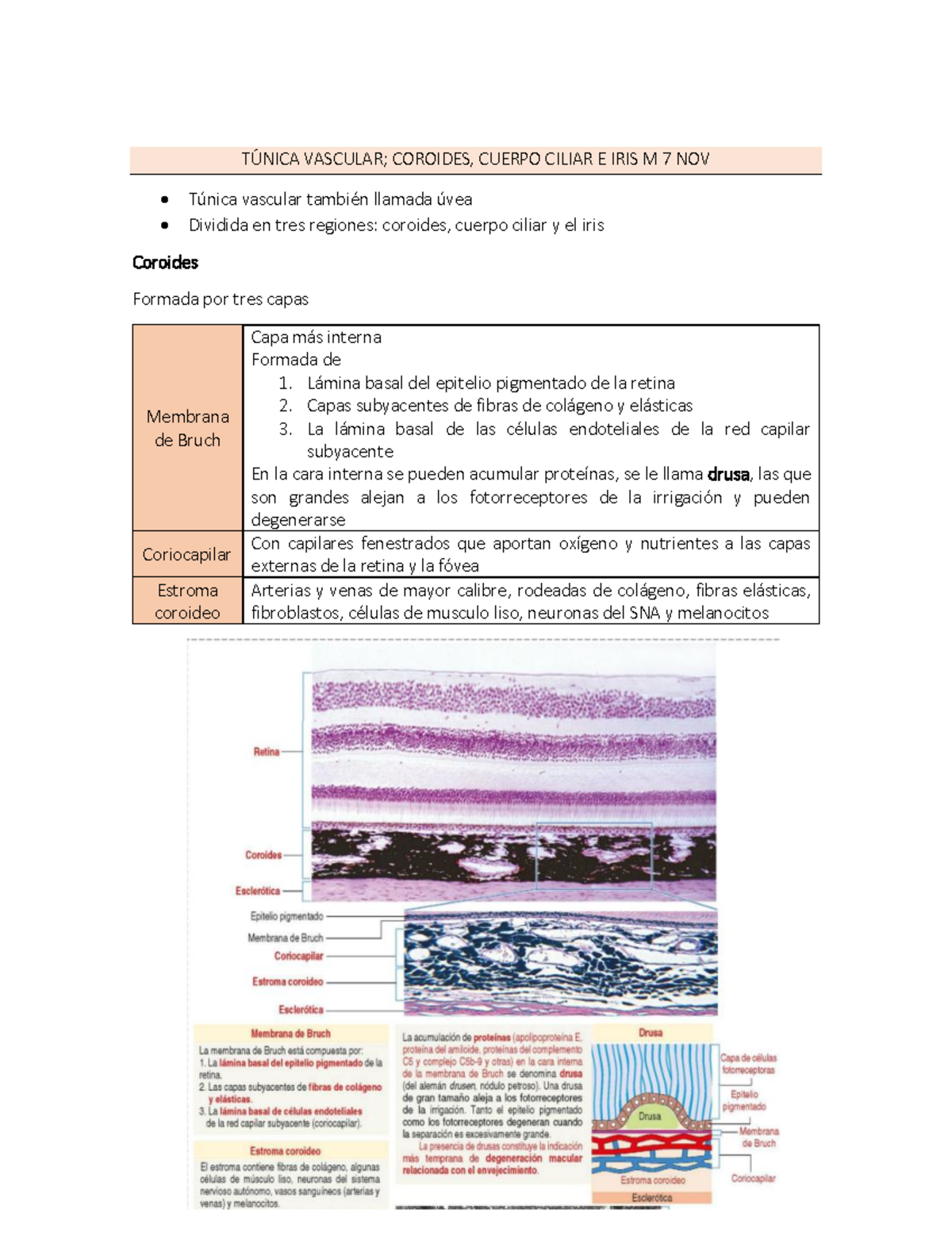 Túnica vascular, Coroides, cuerpo ciliar e iris - TÚNICA VASCULAR ...