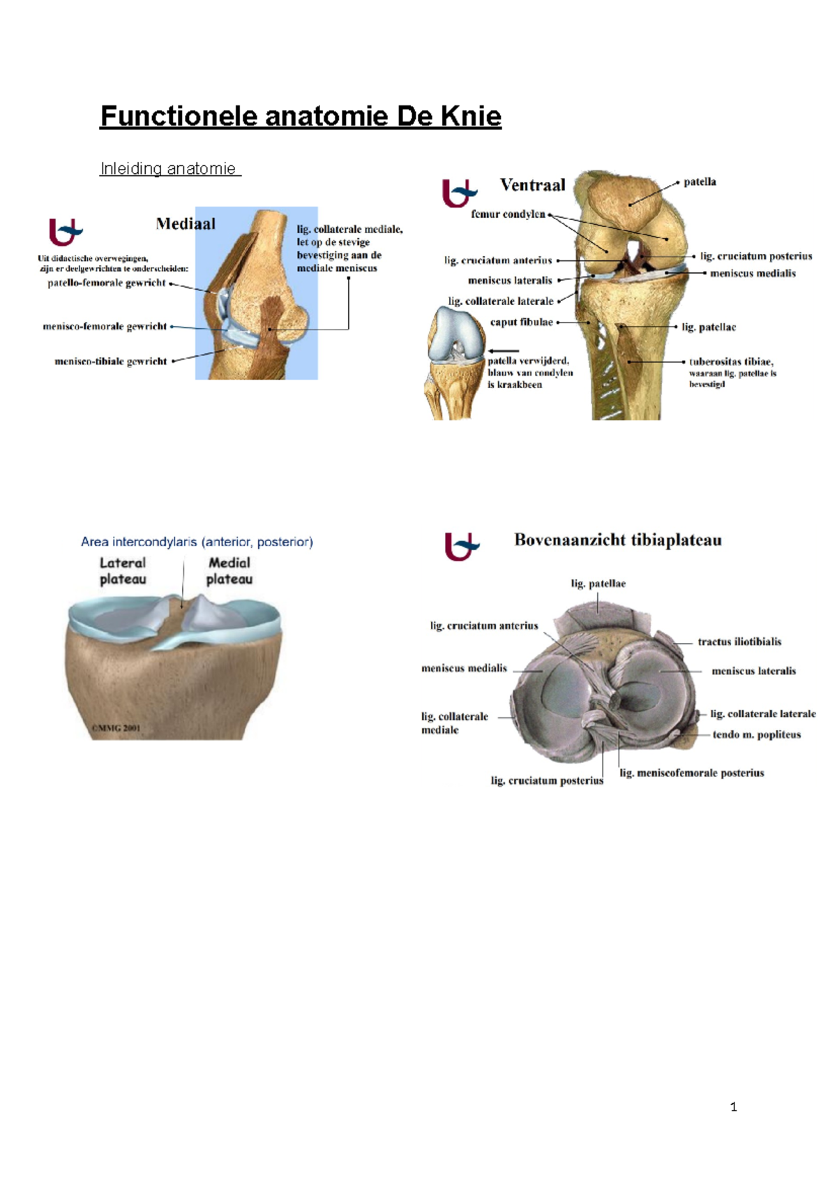 Functionele-anatomie-knie - Functionele anatomie De Knie Inleiding ...