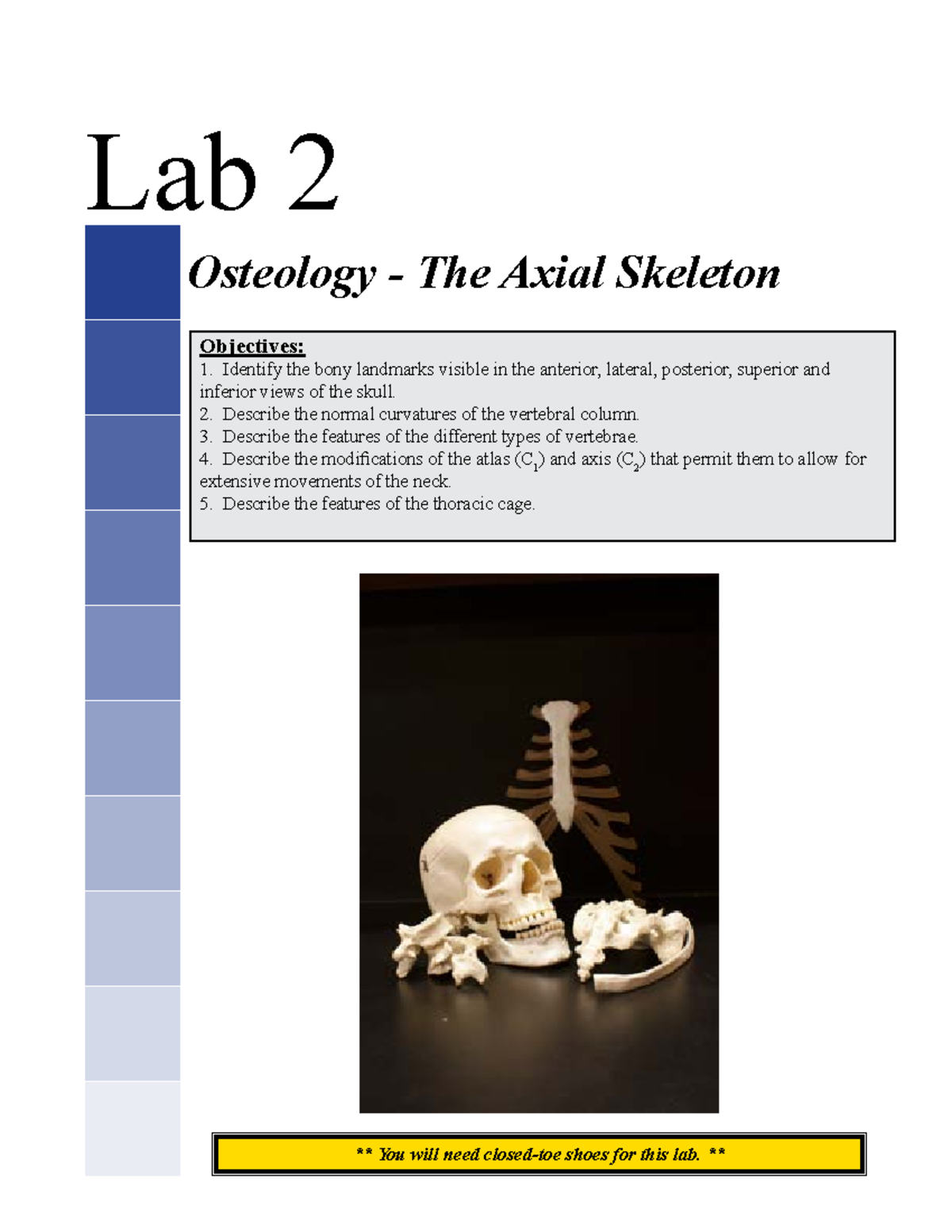 BIO 319 Lab 2 - Lab going over skeletal system - Lab 2 Osteology - The ...