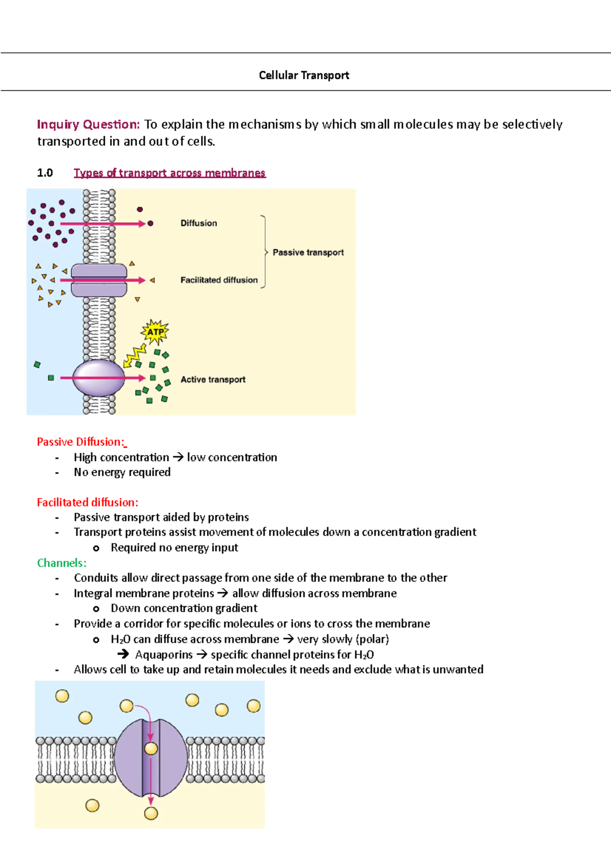 Cellular Transport - BABS notes - Cellular Transport Inquiry Question ...