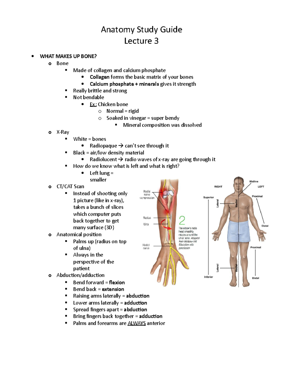 Study Guide- bones - Anatomy Study Guide Lecture 3 WHAT MAKES UP BONE ...