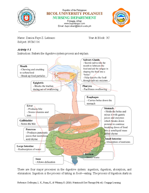 Digestive system - Specifically, the digestive process involves series ...