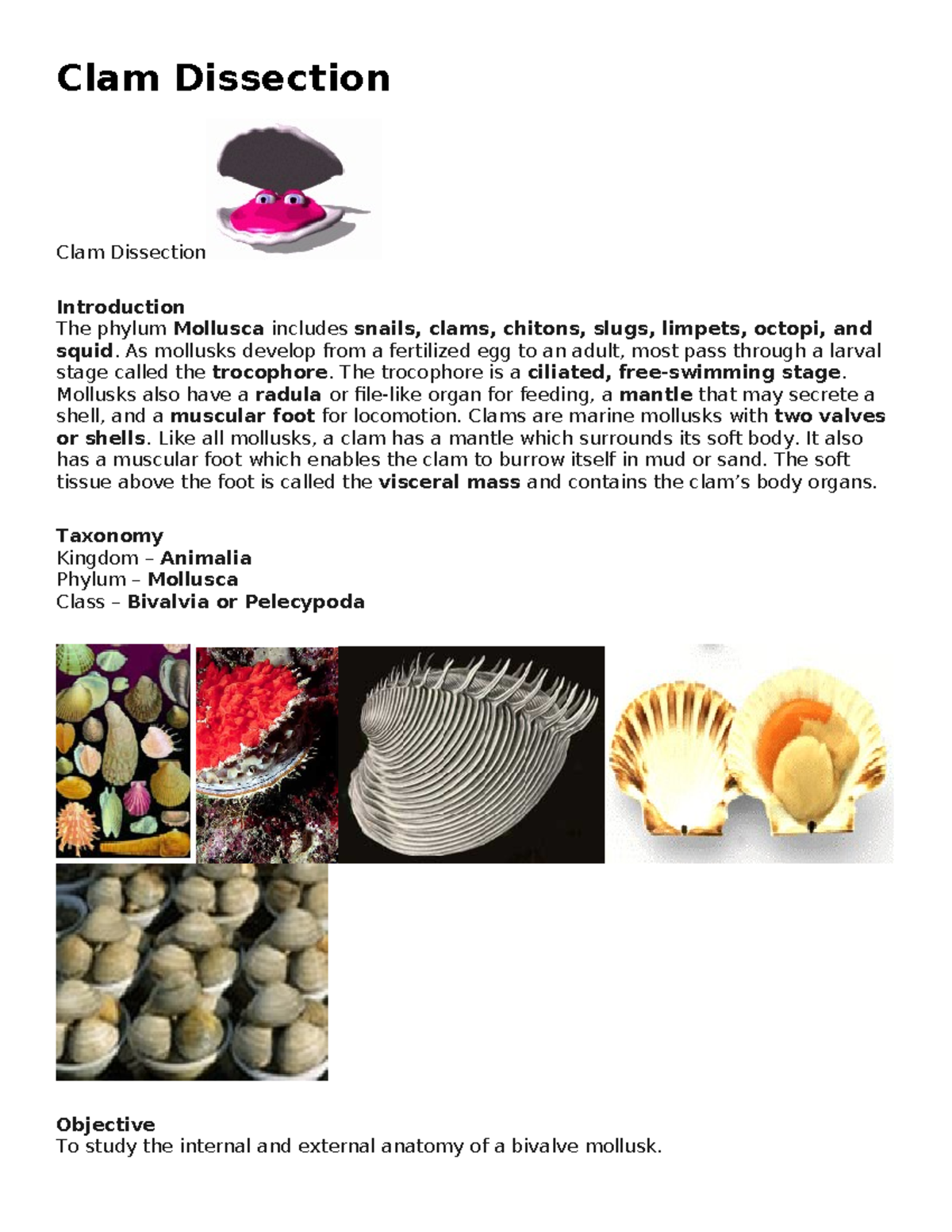 Clam dissection - Clam Dissection Clam Dissection Introduction The ...