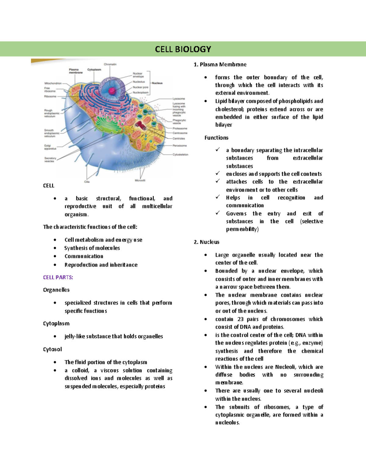 Cell and tissue handout - CELL BIOLOGY CELL a basic structural ...
