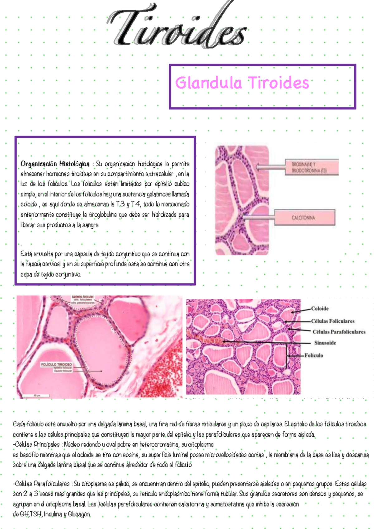 Tiroides - Glandula Tiroides Organización Histológica : Su organización histológica le permite ...