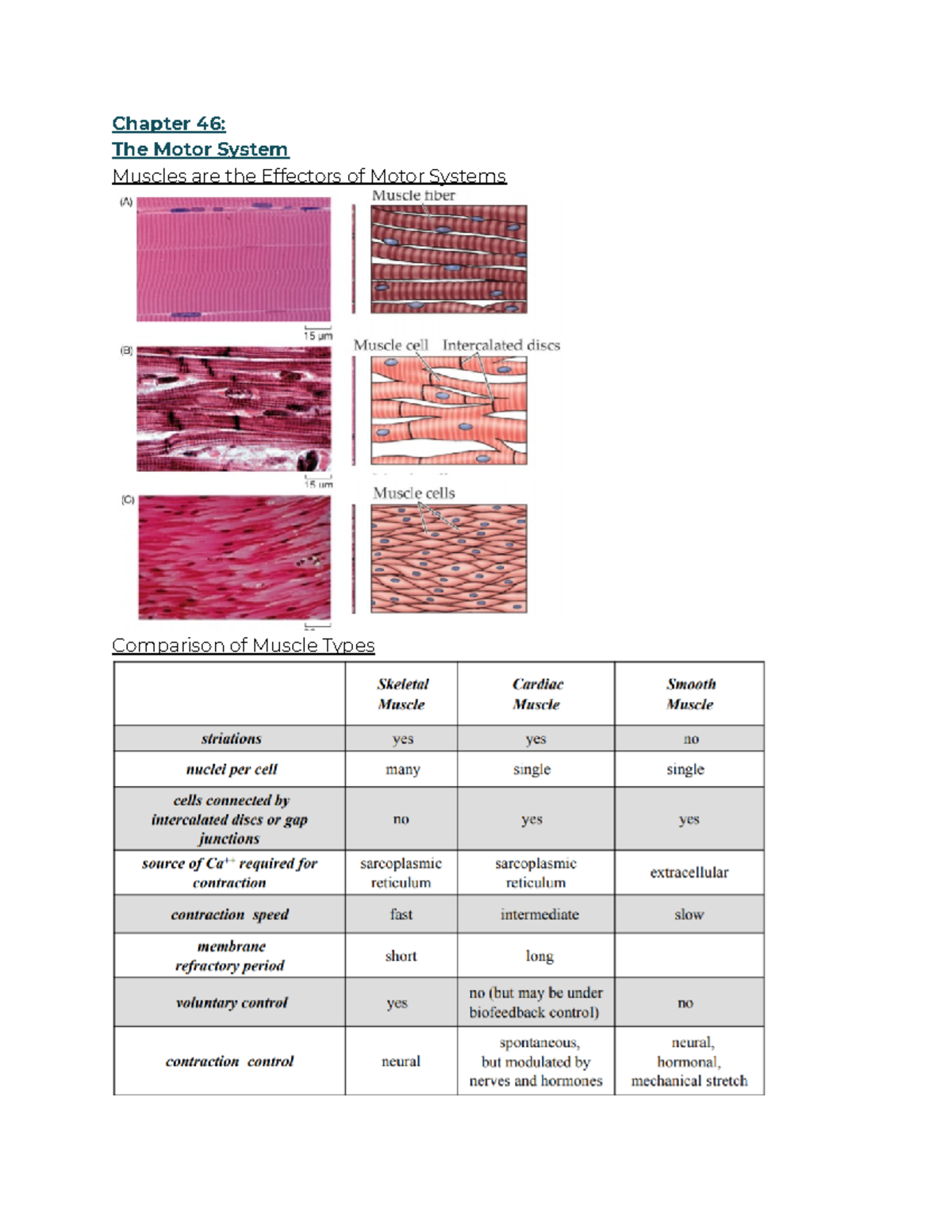 Lecture notes chapter 46 - Chapter 46: The Motor System Muscles are the ...