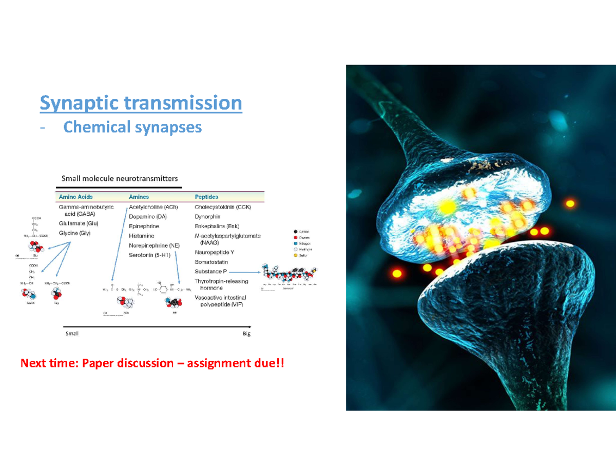 Neurotransmitter systems - Synaptic transmission Chemical synapses Next time: Paper discussion ...