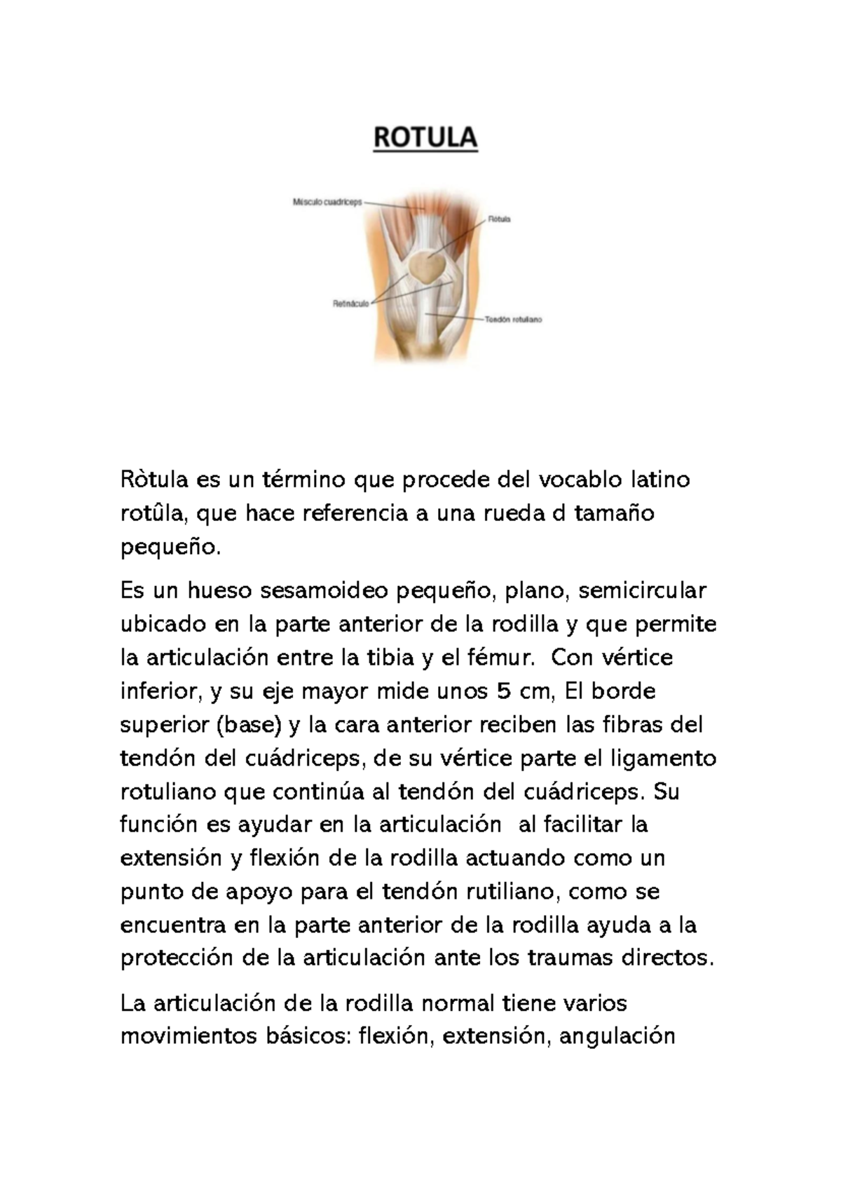 Rótula - ROTULA DESCRICOOPM - Ròtula es un término que procede del ...