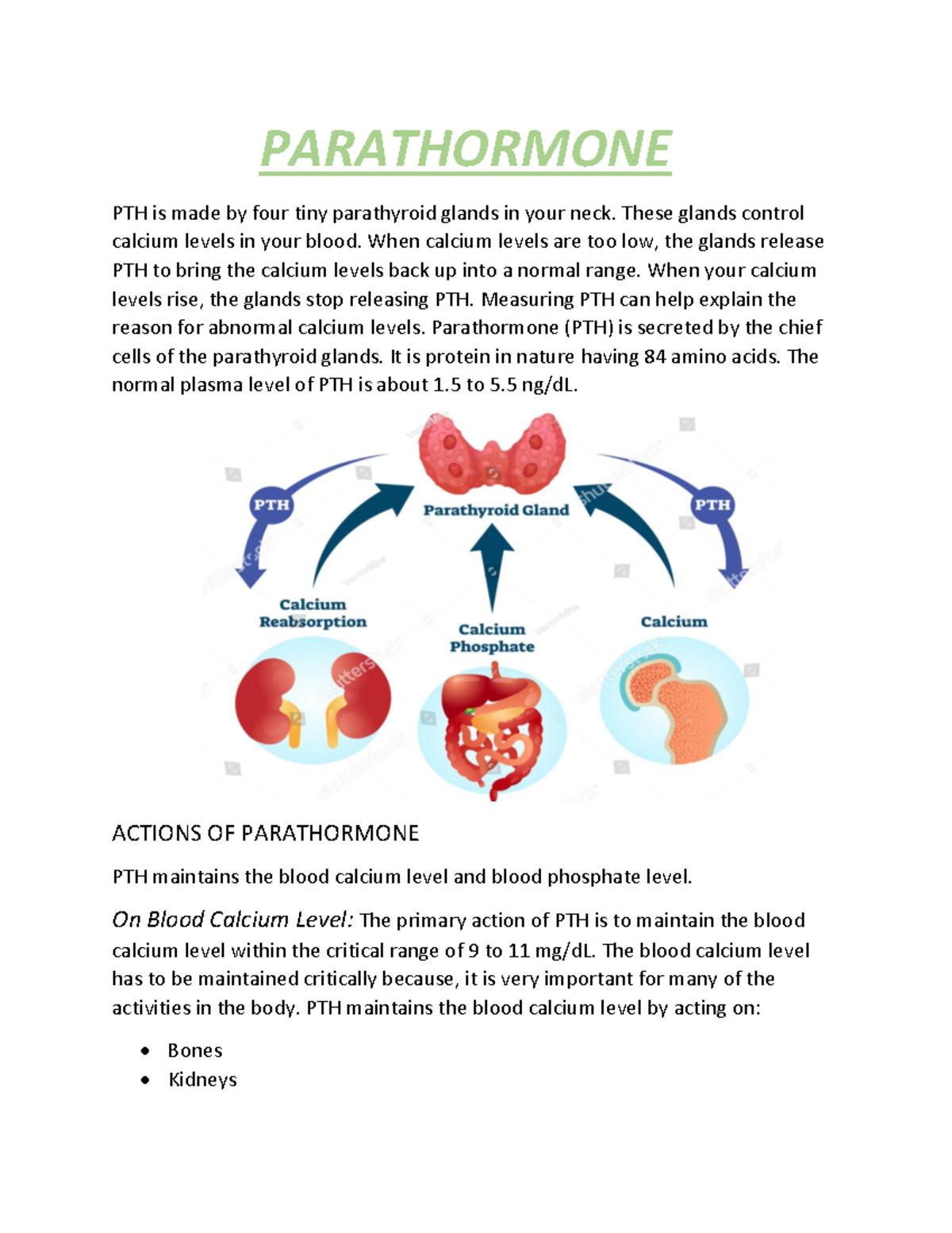 Parathormone - PARATHORMONE PTH is made by four tiny parathyroid glands ...