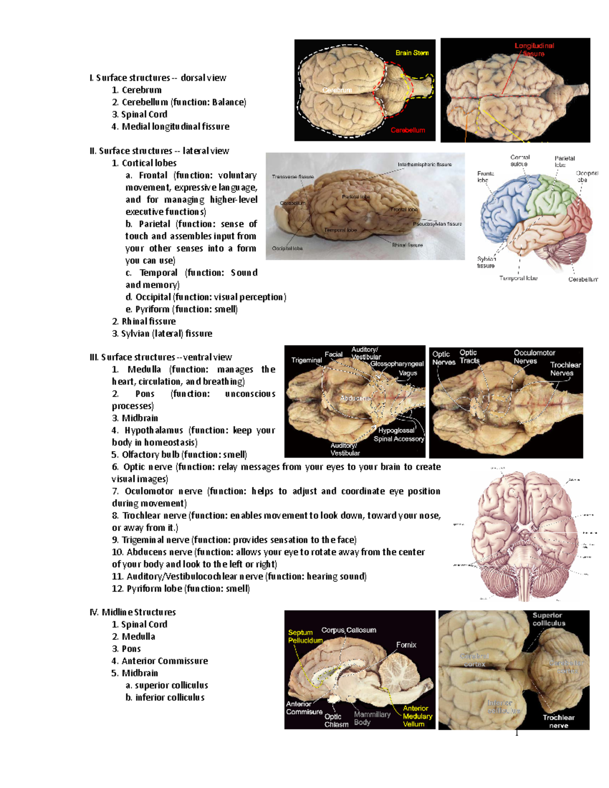 Neuroanatomy Quiz