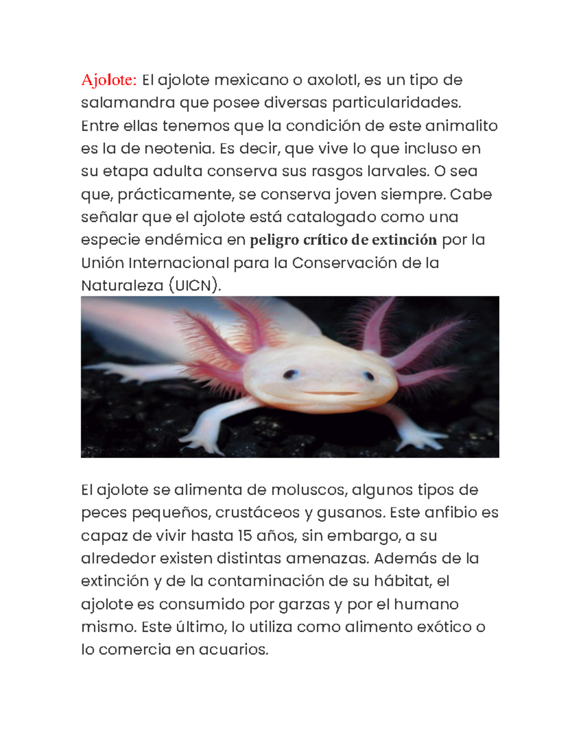 Animales en Peligro de Extincion - Ajolote: El ajolote mexicano o ...