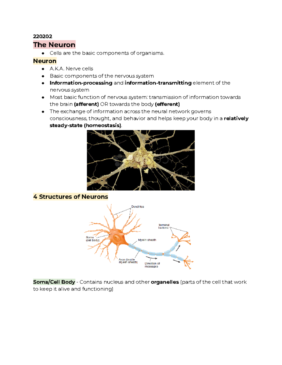 Physiological Psychology Notes (Part 1) - 220202 The Neuron Cells are ...