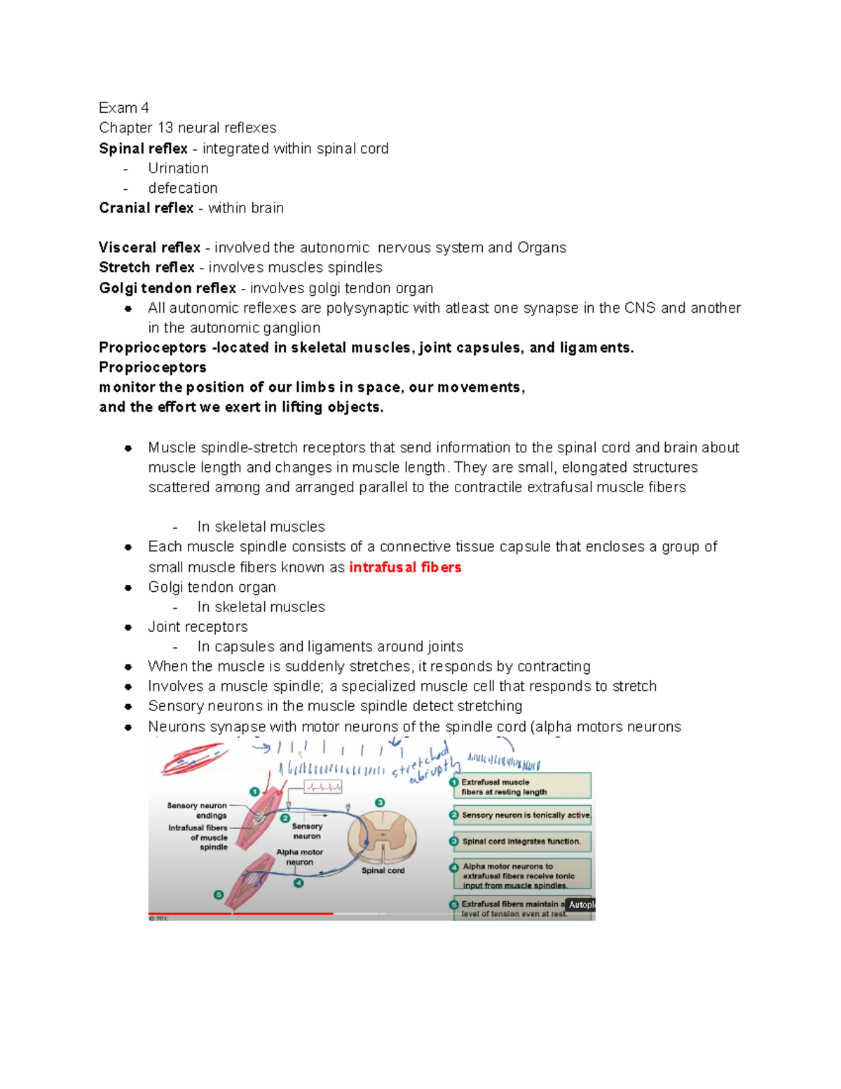 Exam 4 - notes - Exam 4 Chapter 13 neural reflexes Spinal reflex ...