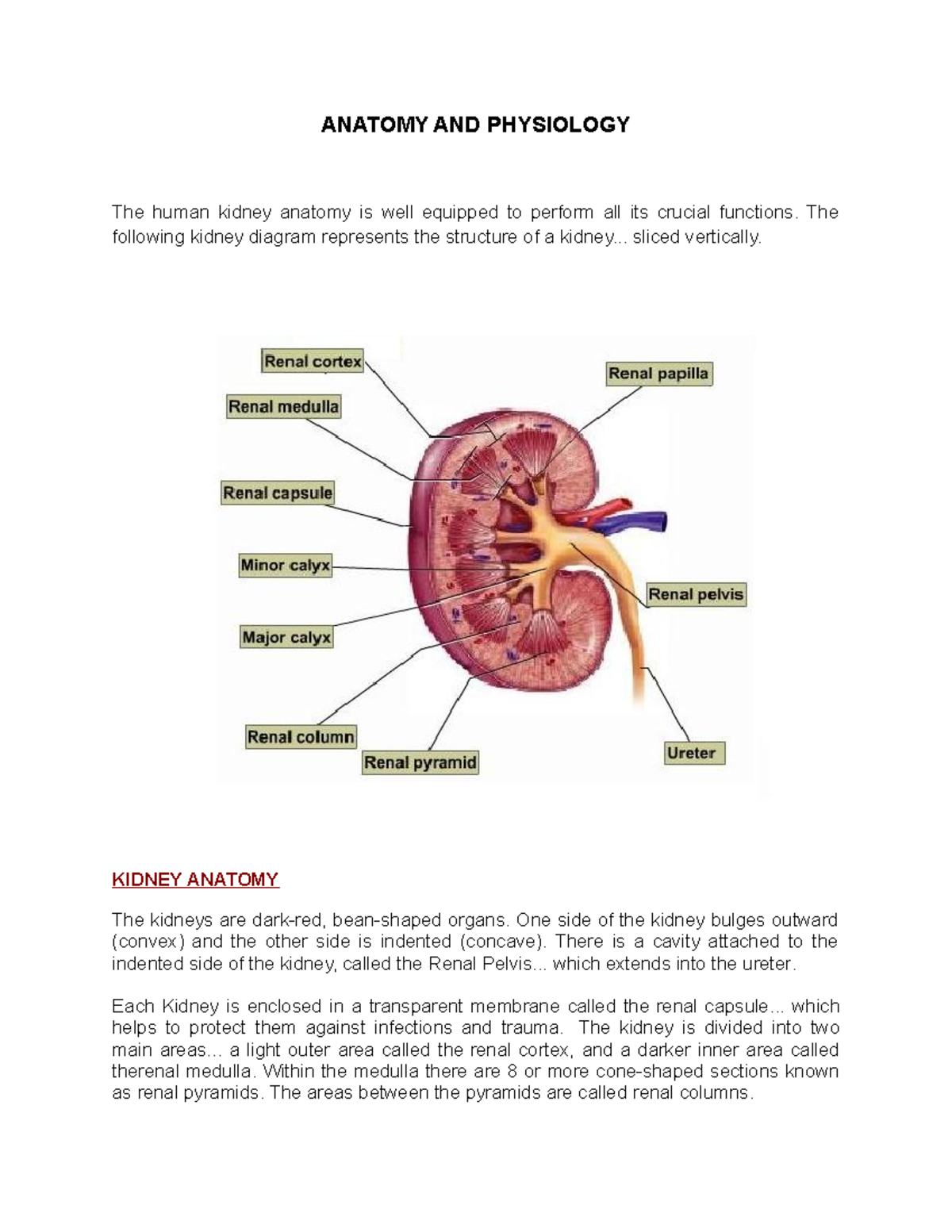 101073303 Anatomy and Physiology - ANATOMY AND PHYSIOLOGY The human ...