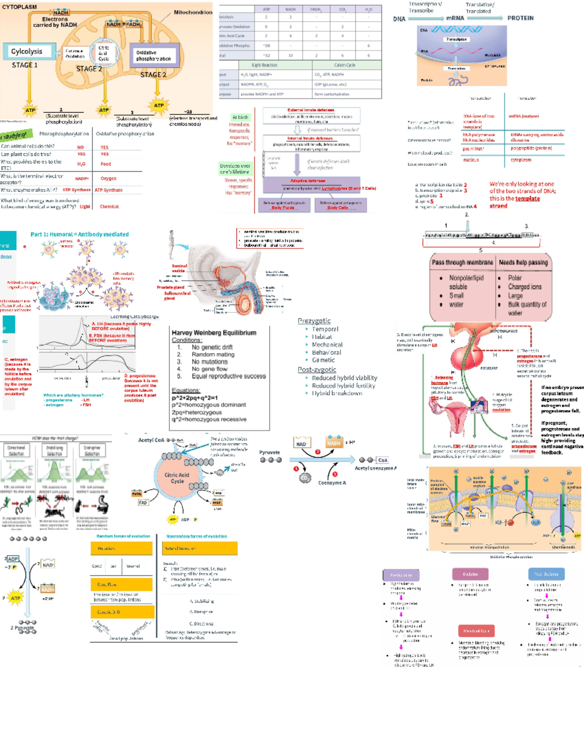 Bio practice 101 - BIO 101 - Studocu
