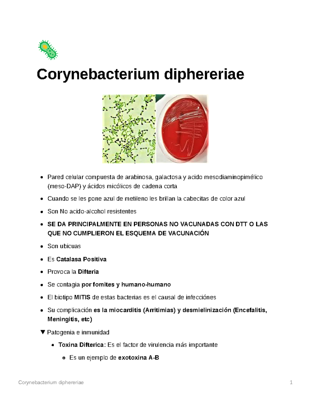 Corynebacterium diphereriae - Î Corynebacterium diphereriae Pared ...