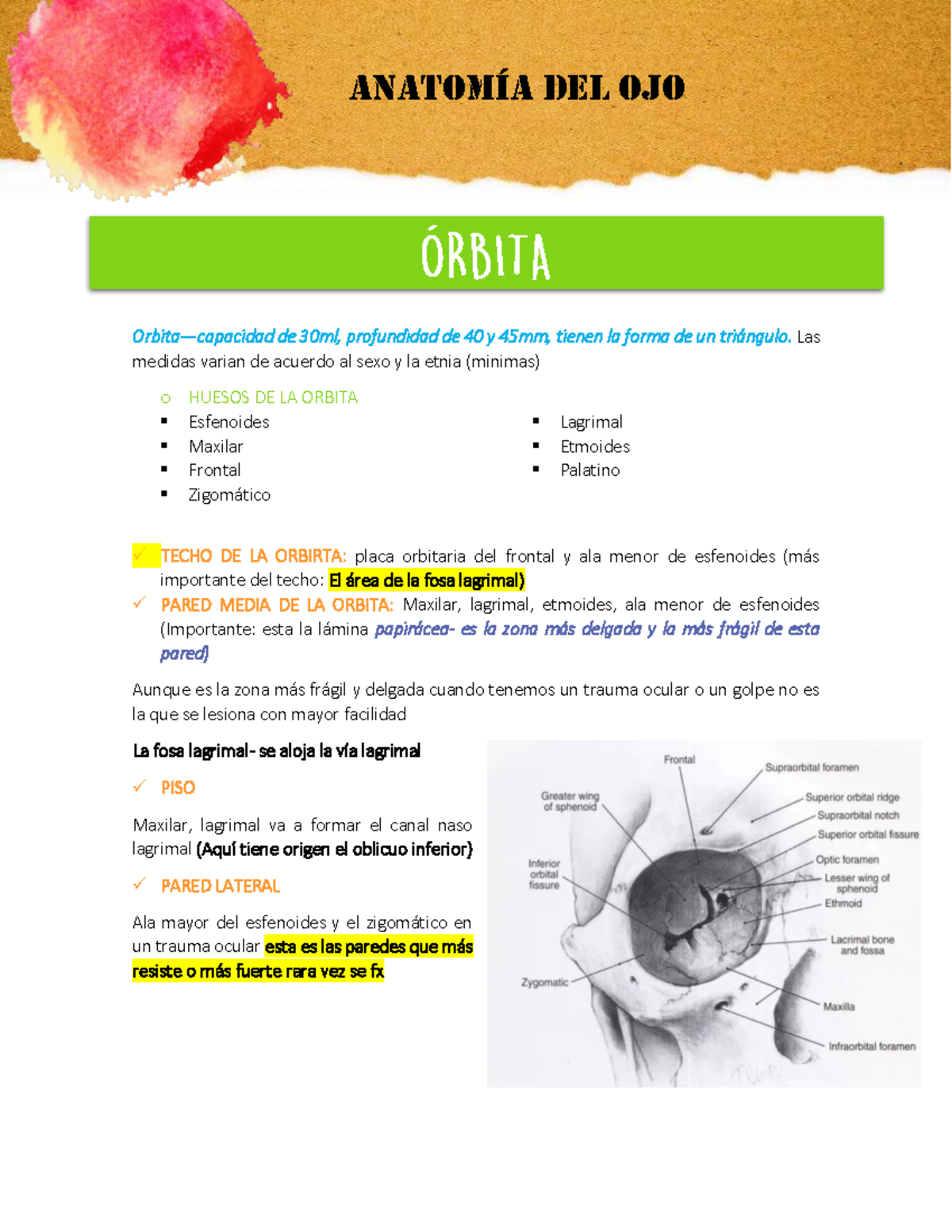anatomia del ojo - Orbita—capacidad de 30ml, profundidad de 40 y 45mm ...