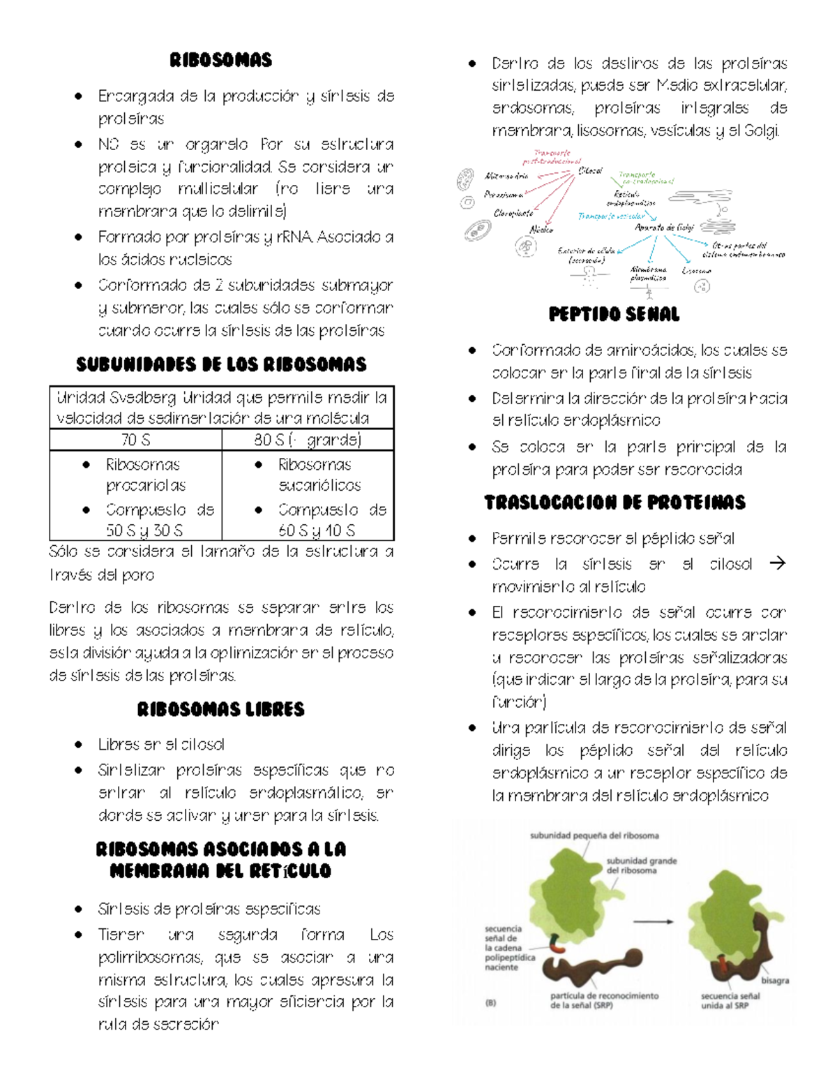 Solemne 2 biocel - Ribosomas Encargada de la producción y síntesis de ...