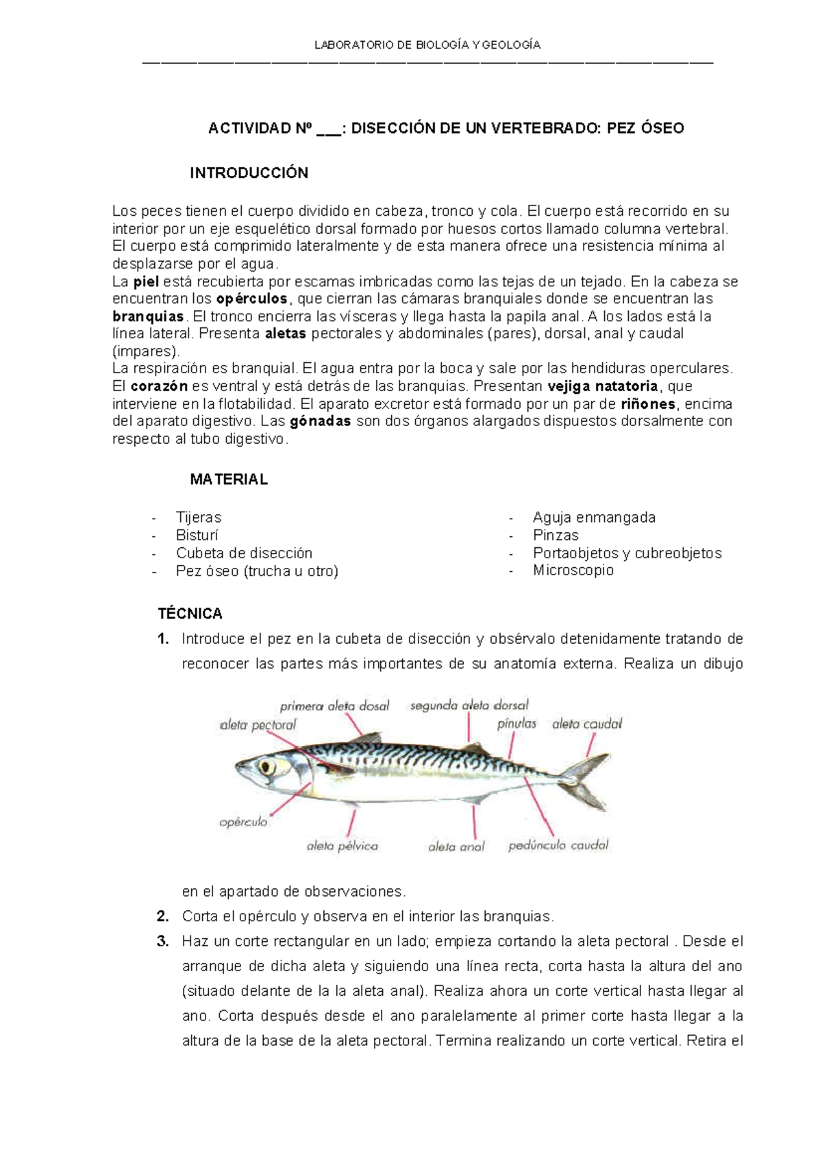 29 Pez - LABORATORIO DE BIOLOGÍA Y GEOLOGÍA - Studocu