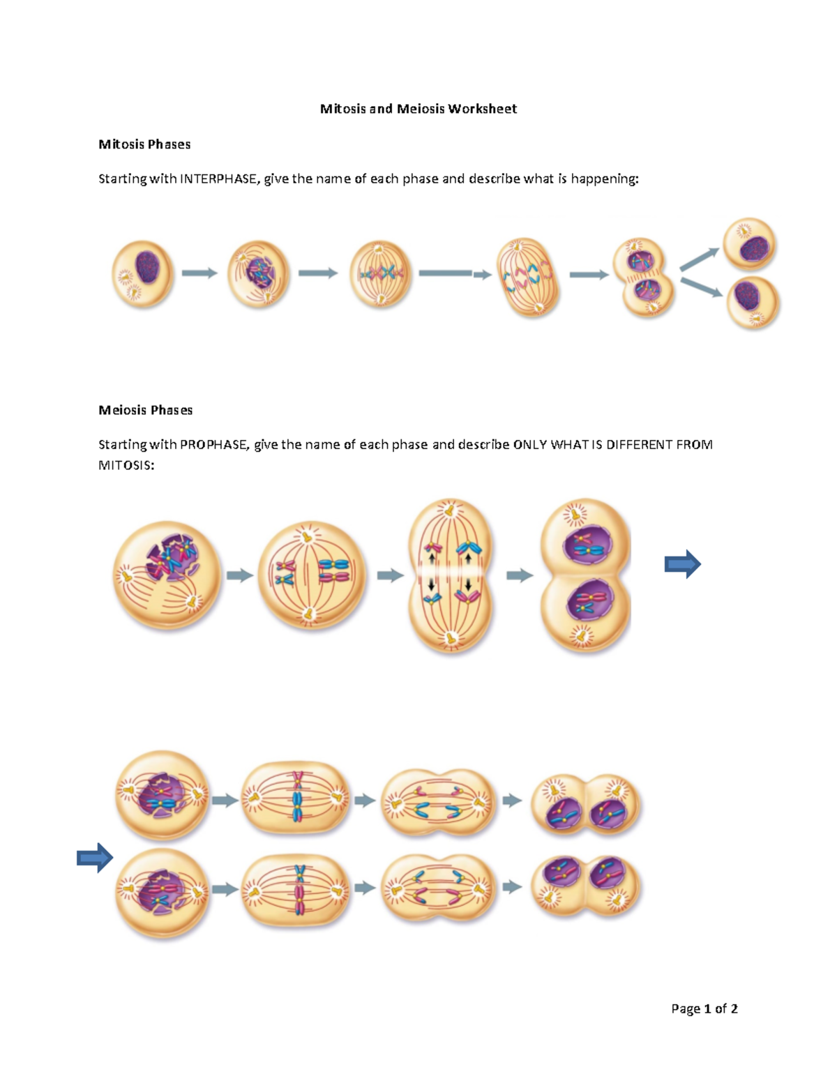 HW4 - Cell Division - NAAA - Page 1 of 2 Mitosis and Meiosis Worksheet ...