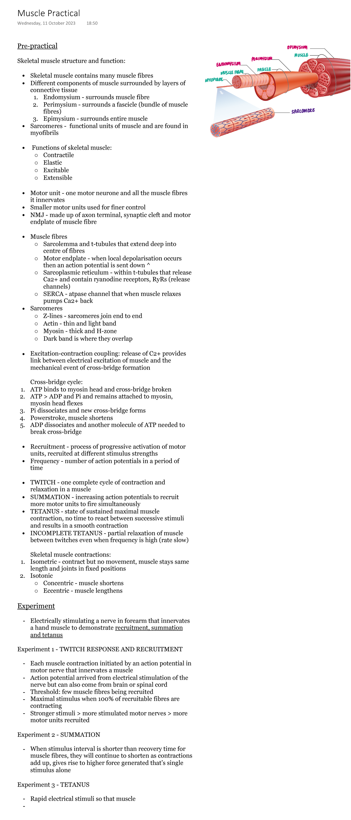 Muscle Practical - Pre- practical Skeletal muscle structure and ...
