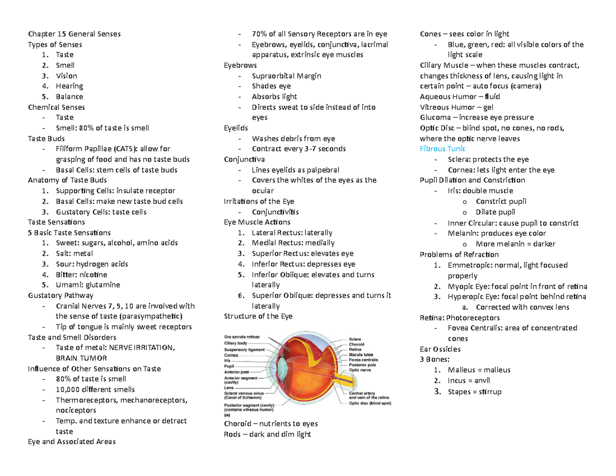 Anatomy Chapter 15 Study Guide 2 - Chapter 15 General Senses Types of ...
