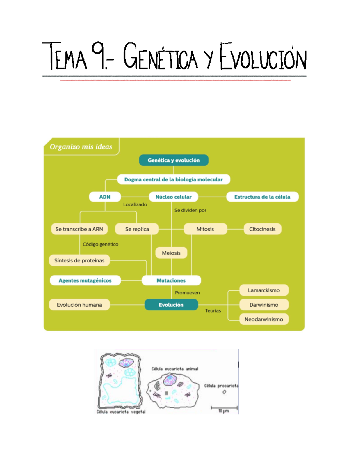G10 DIV II B 09 Genética y evolución - TEMA 9 GENETICA Y EVOLUCIÓN 1 ...