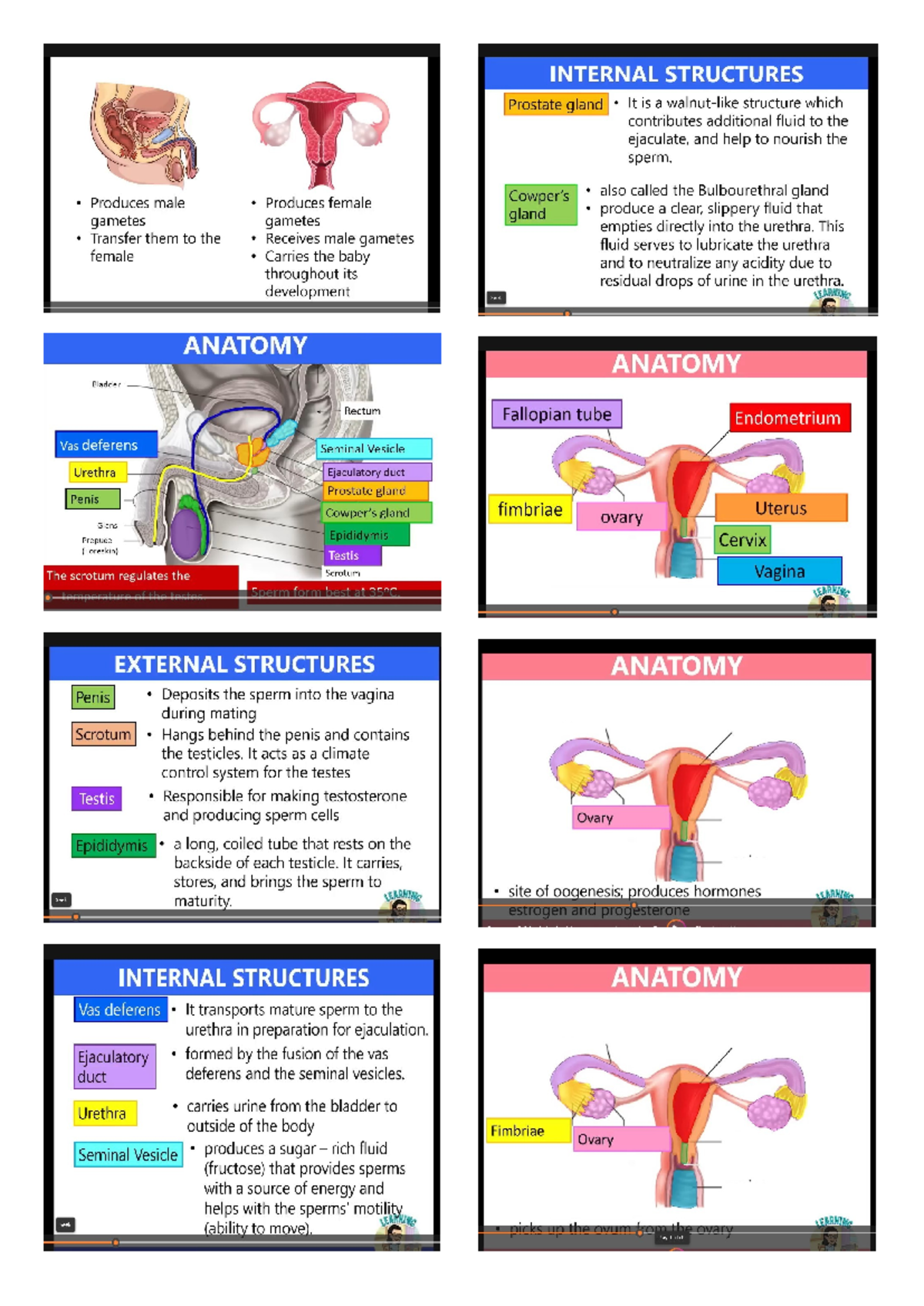 Coordinated-Function-of-Nervous-Reproductive-and-Endocrine-System - jhs science 10 - Studocu